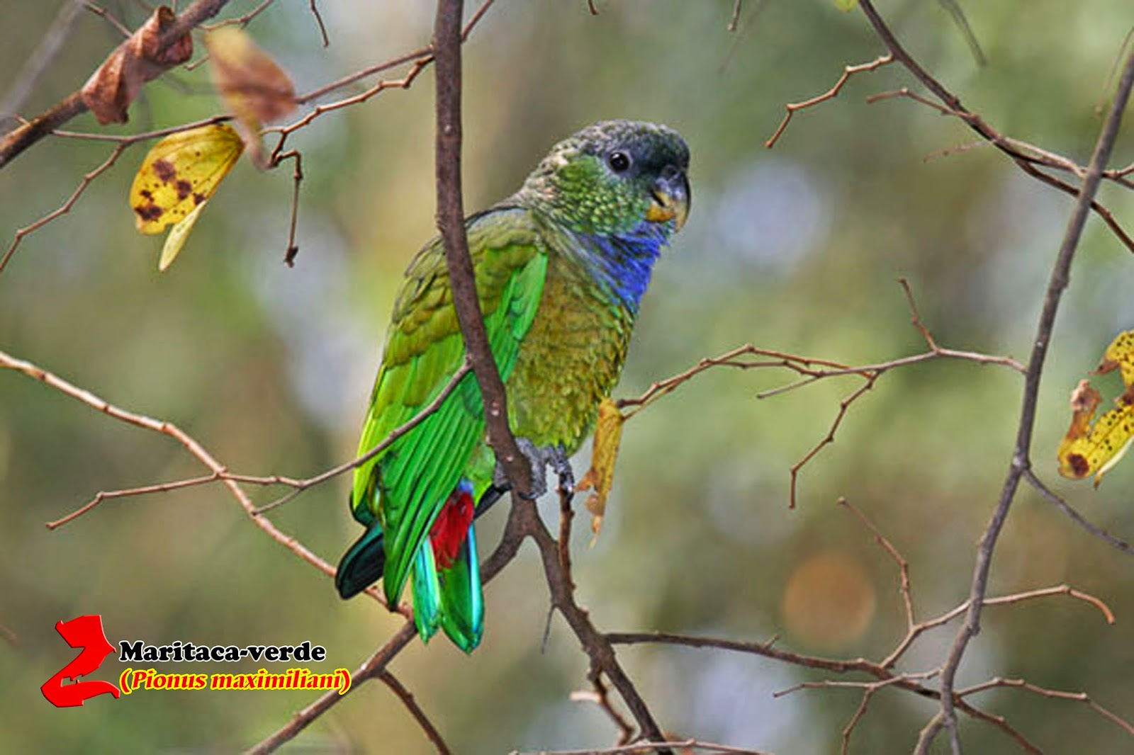 Zoologia: Maritaca-verde (Pionus maximiliani)